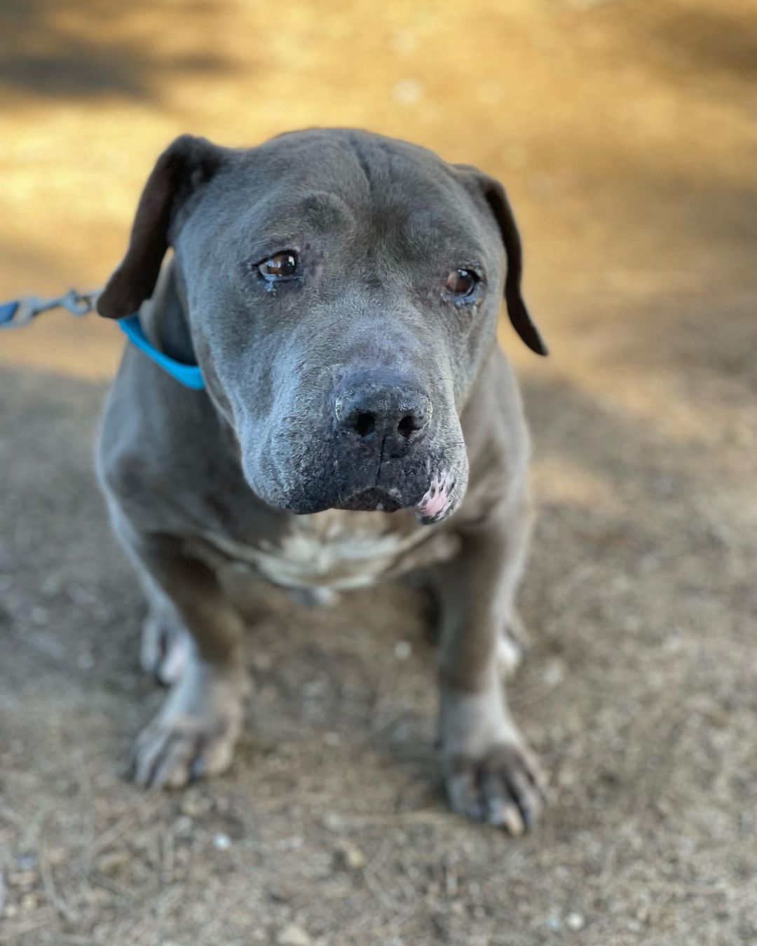 Eeyore the Senior Dog Overcomes Stereotypes to Find a Loving Home ...